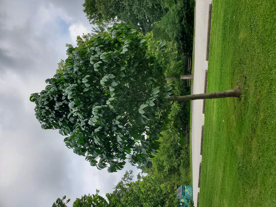 Paw-Paw | CMP Tree Selection Tool